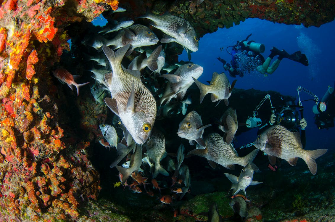 Marine Life Etiquette: A Guide for New Divers - Diving Notes