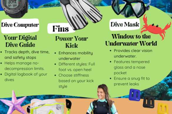 Marine Life Etiquette: A Guide for New Divers - Diving Notes