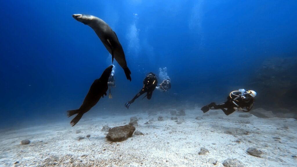 Do You Need to Know How to Swim for Scuba Diving? - Diving Notes