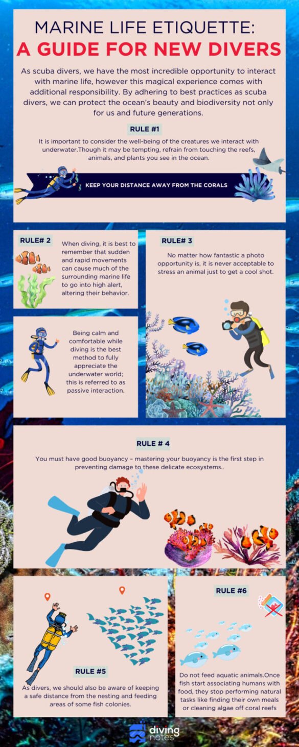 Marine Life Etiquette: A Guide for New Divers - Diving Notes