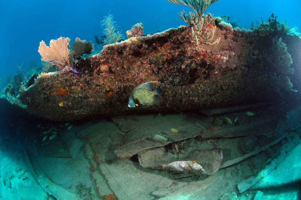 Scuba Diving in Florida Keys: Top Dive Sites - Diving Notes