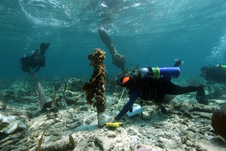Scuba Diving in Florida Keys: Top Dive Sites - Diving Notes